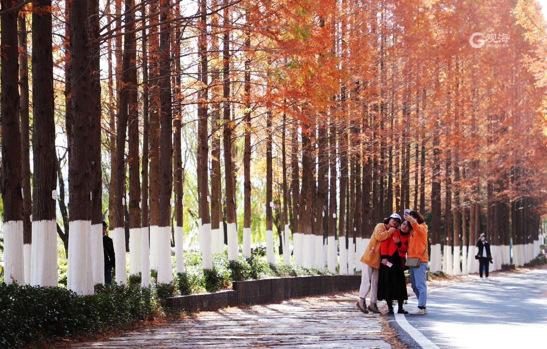 “童话风”取景框！实拍世博园水杉林-青报网-青岛日报官网