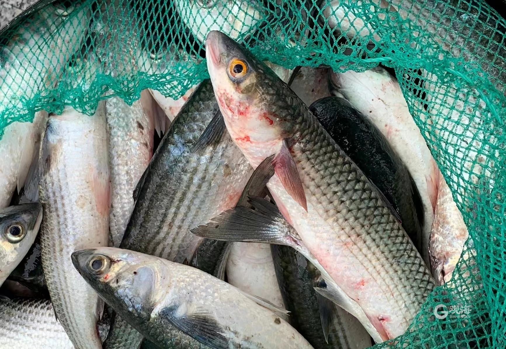 这口“开春第一鲜”来啦！青岛第一拨开凌梭涌入市场，价格和往年持平-青报网-青岛日报官网