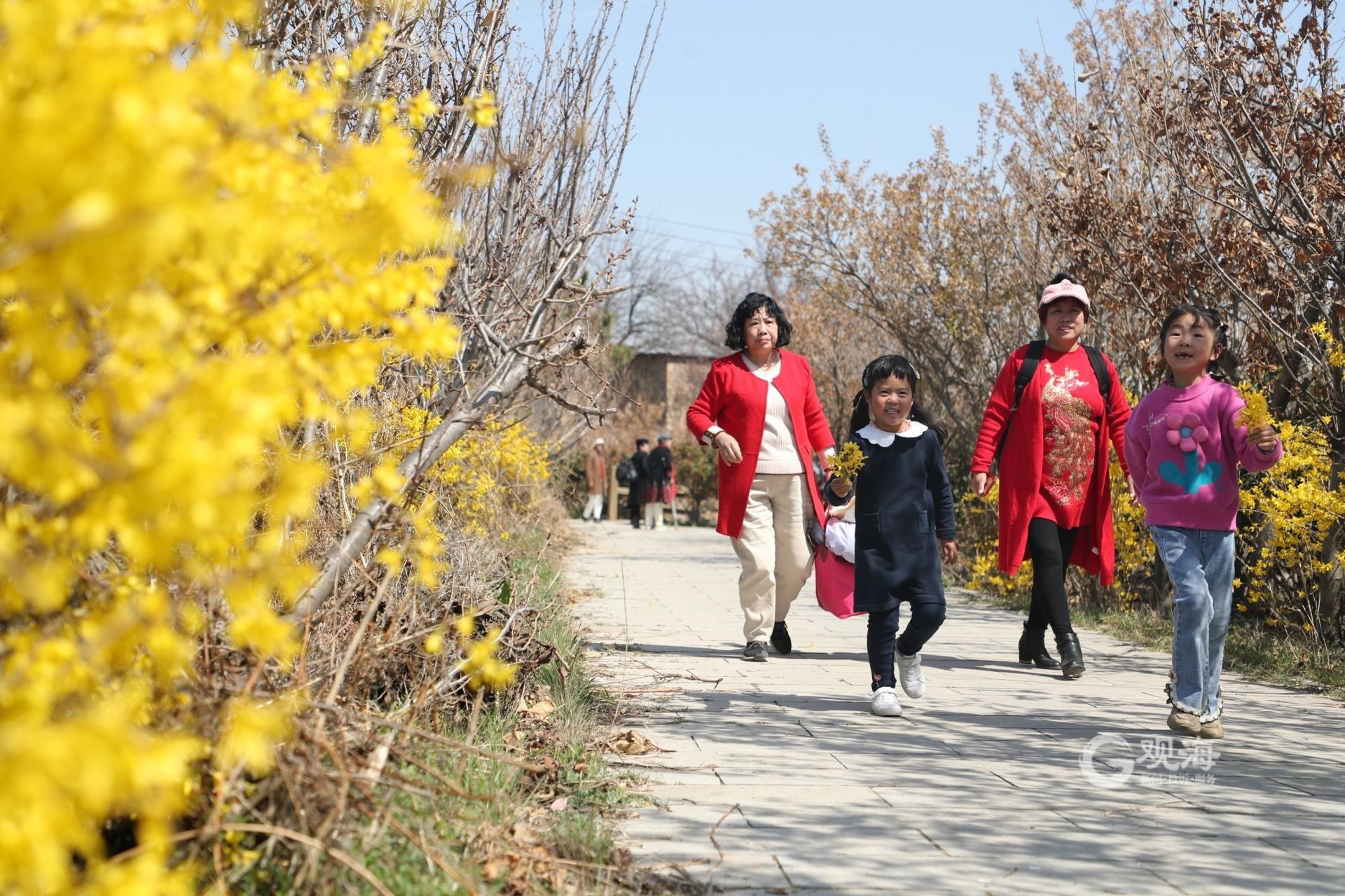茶园、湖泊、花枝……这个“宝藏村”出圈又出片 | 寻花记⑥-青报网-青岛日报官网
